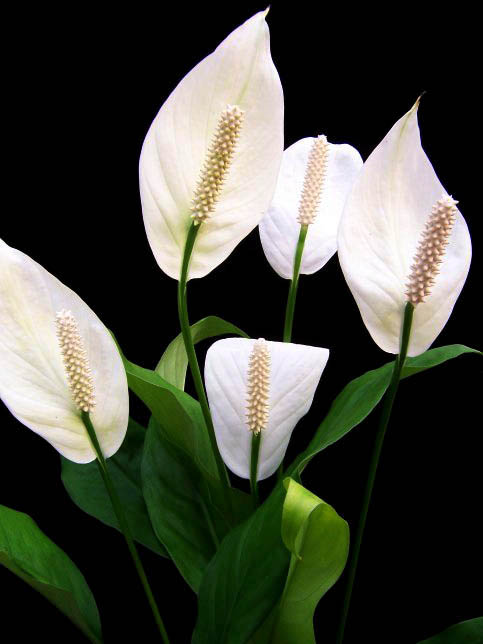 Spathiphyllum-floare