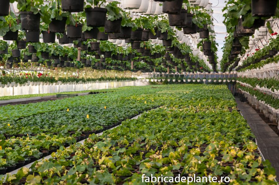 Muscate de vanzare, direct din Fabrica de Plante