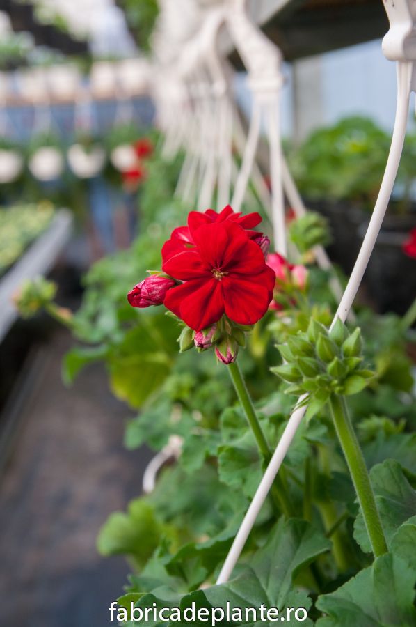 Muscate de vanzare, direct din Fabrica de Plante