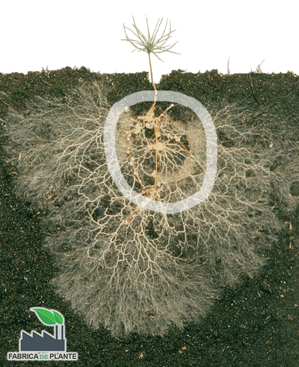 Simbioza dintre ciuperci si radacinile plantelor. Micorizele si ...